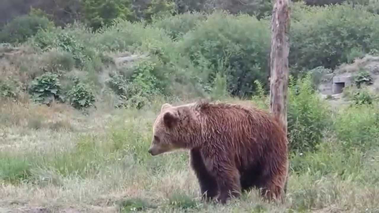 Bear is having fun time - YouTube