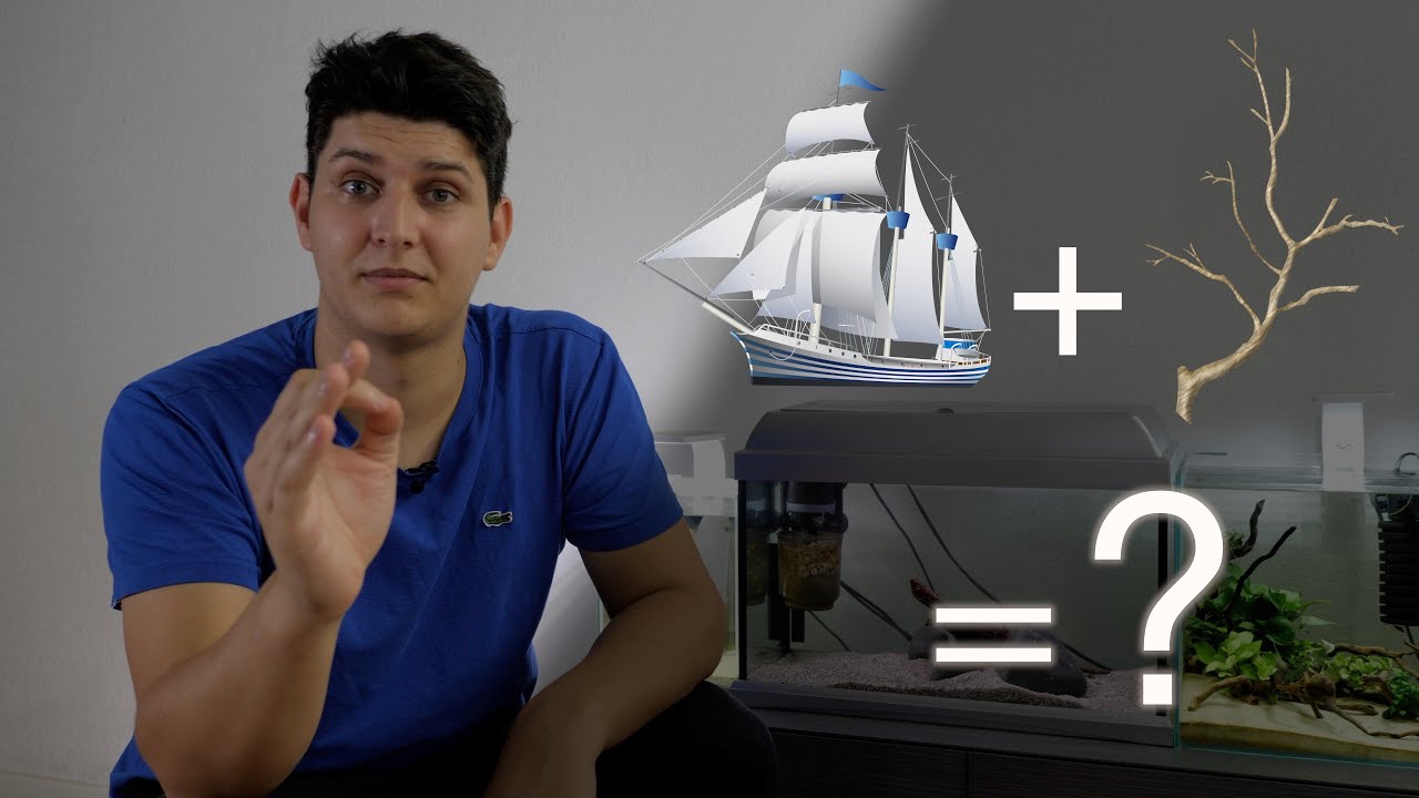 Les Sturisoma (Floraquatic) - YouTube