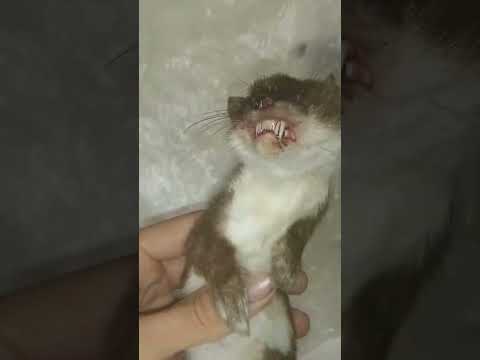 #slaughter artifact #slaughterhouse dedicated #rural sheep and cattle ...