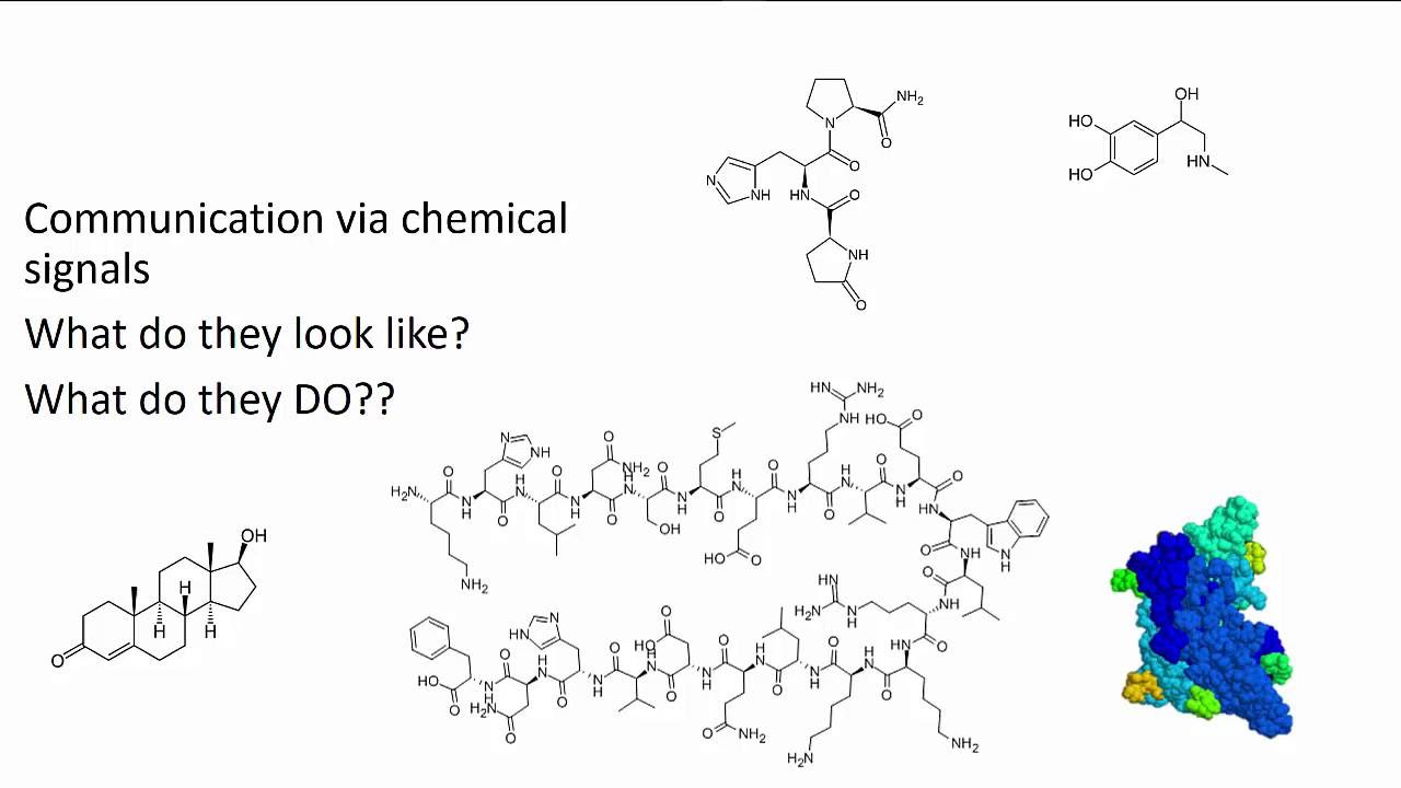 ENDO ONE - Introduction to the Endocrine System - YouTube