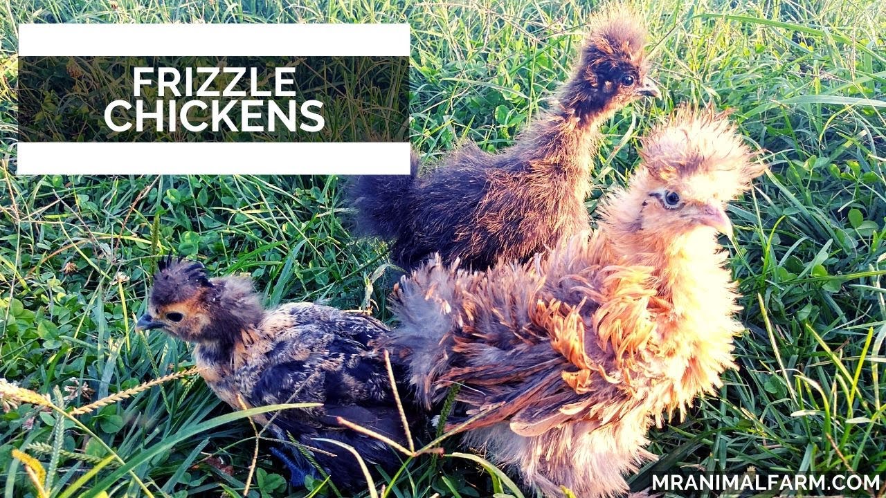 Smooth Sizzle Chickens