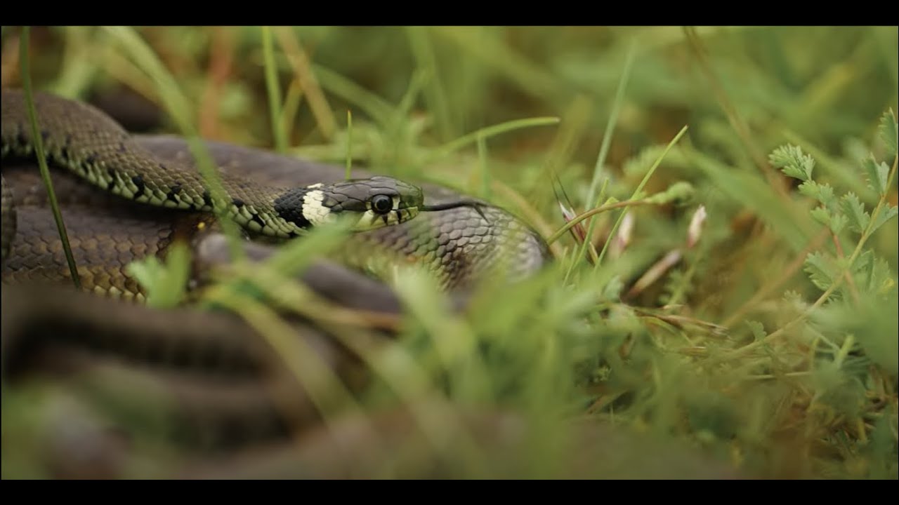 Une journée a l'Ecole régionale d'herpétologie, session reptiles - YouTube