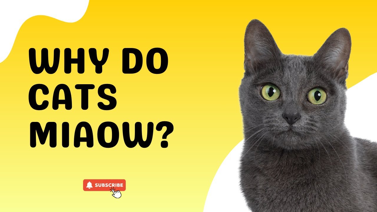 Why Do Cats Miaow (meow)? - YouTube