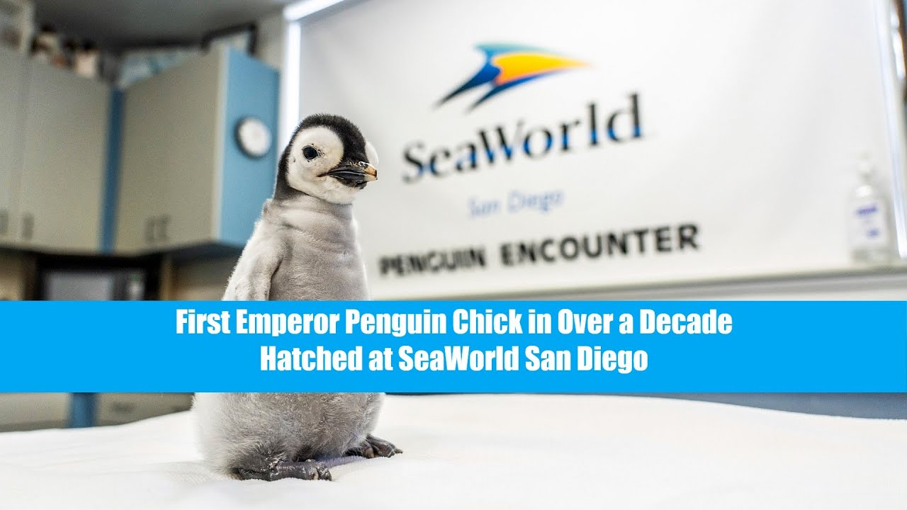 First Emperor Penguin Chick in Over a Decade Hatched at SeaWorld San ...
