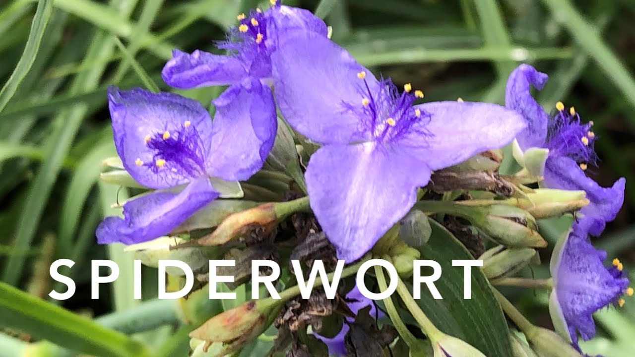 Spiderwort | Florida Native Plants Landscaping - YouTube