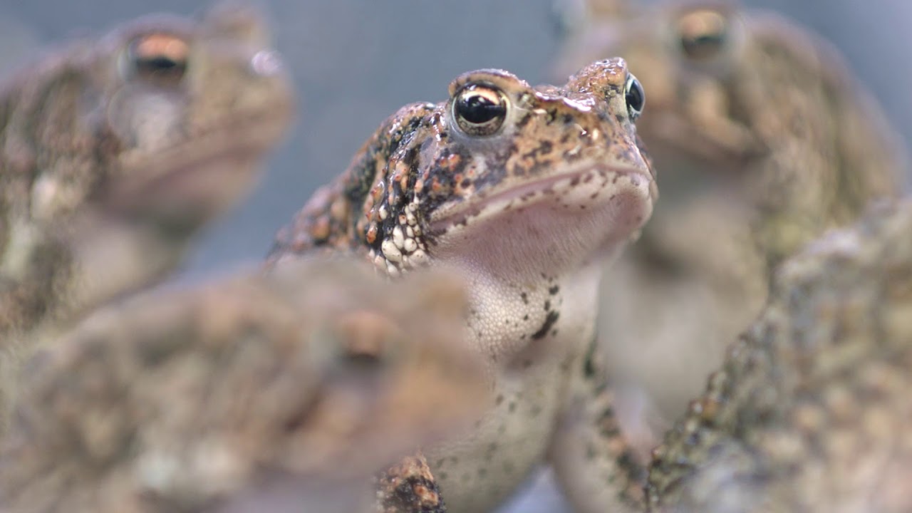 Houston Toad Conservation at the Houston Zoo - YouTube