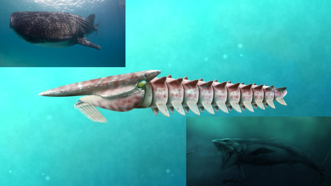 Leviathans of the Ocean: Teaser - YouTube