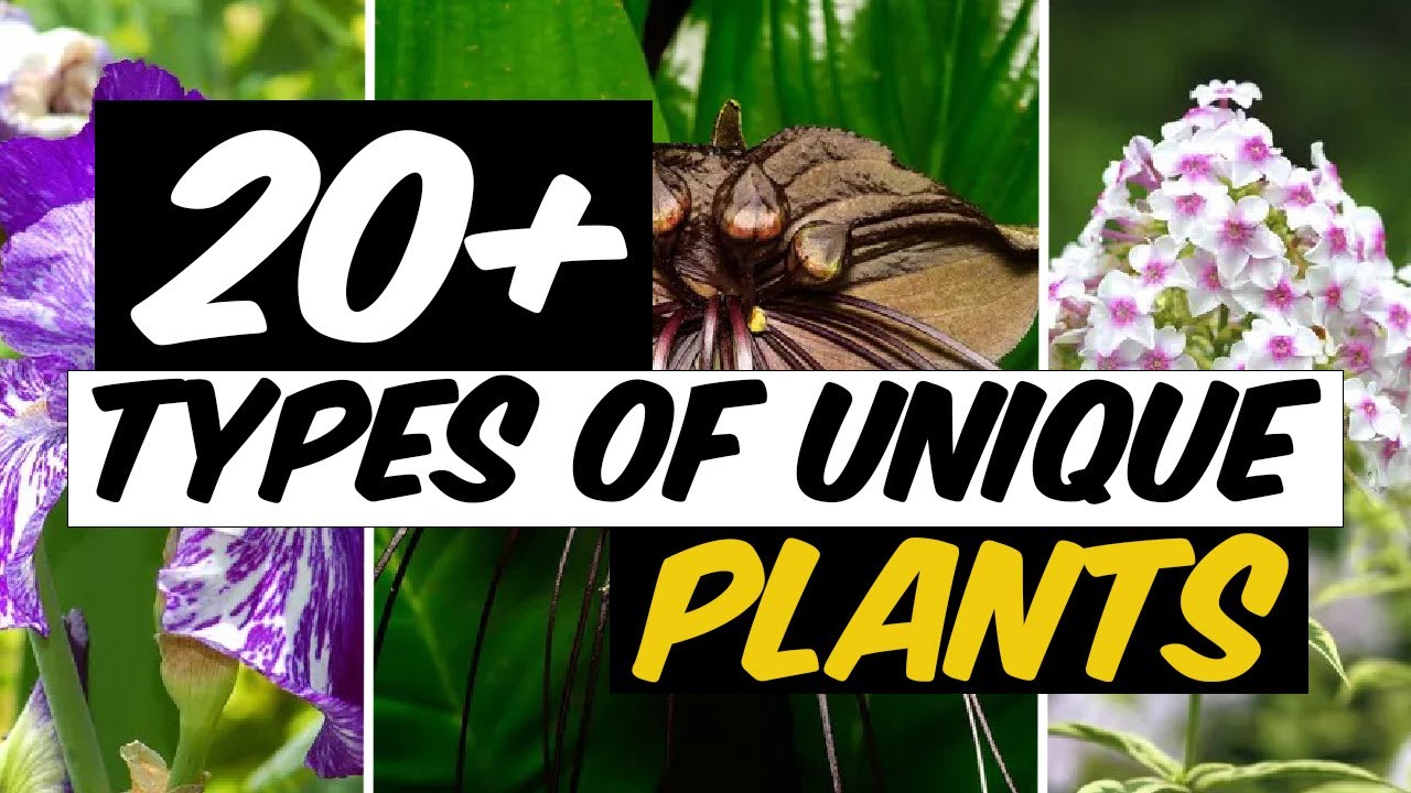 21 Types of Unique Plants - The Planet of Greens - YouTube