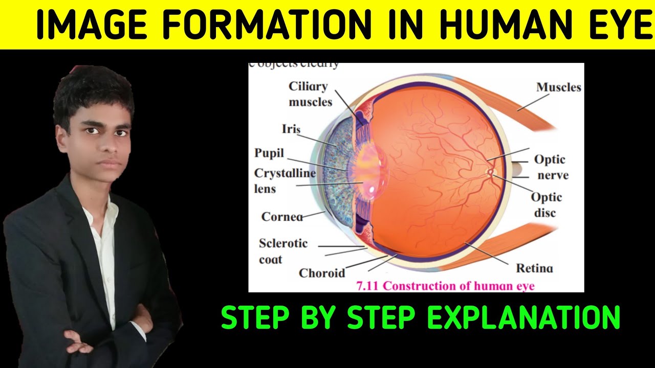 Image formation in human eye | Which lens is present in our eyes ? All ...