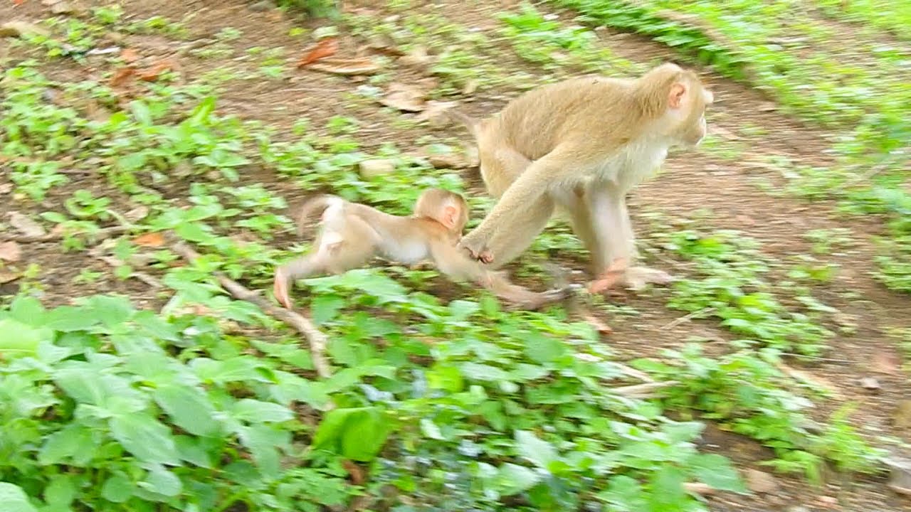 Young monkey Sarika tired of Saro's activities as a child - YouTube