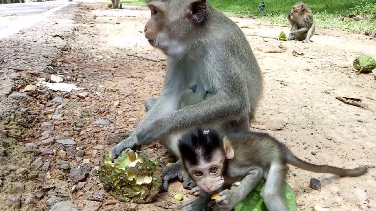 Baby Monkey Look So Cute How Do You Thinking ? ST642 Mono Monkey - YouTube