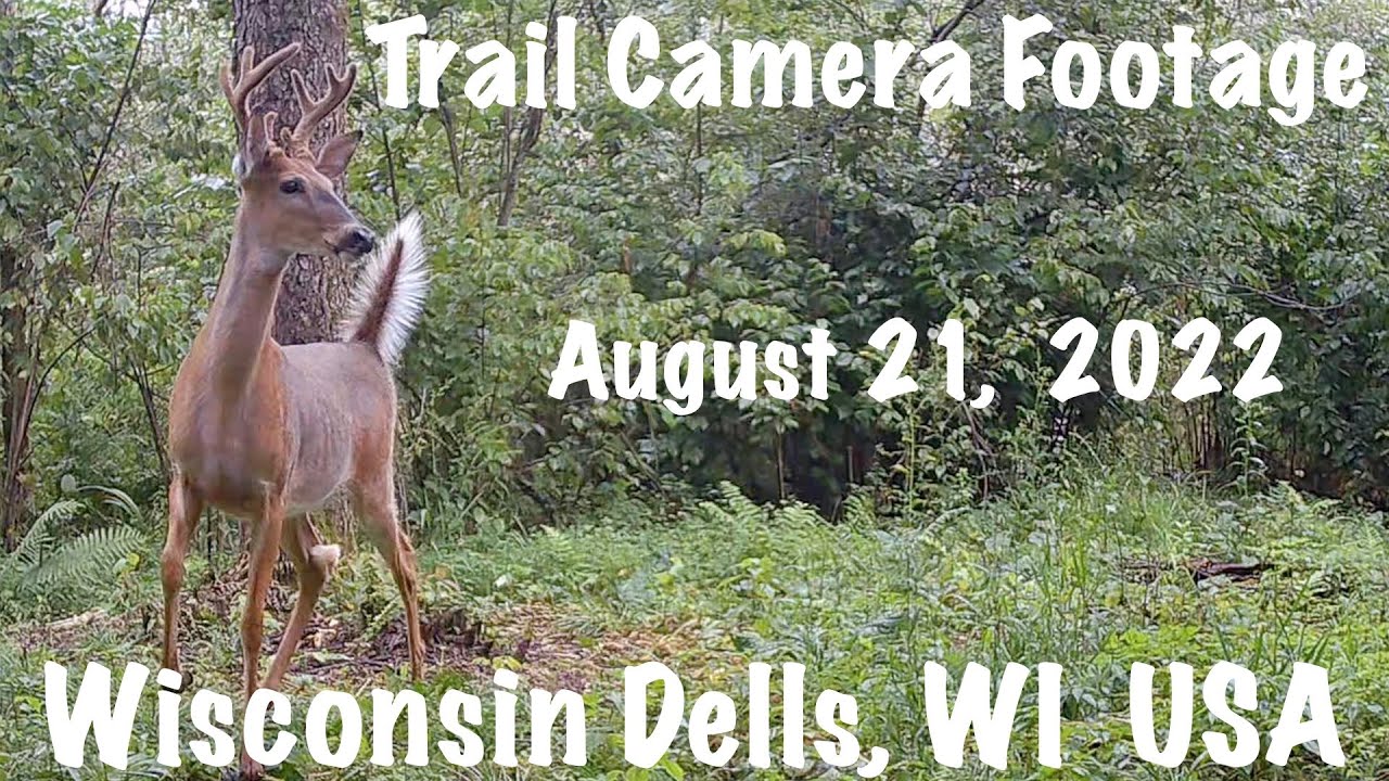 8-21-22...Whitetail Buck Flagging Tail, Doe, and Fawn. - YouTube