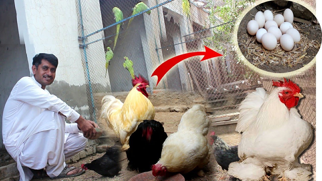 Fancy Hen nain eggs le kerna shuru ker deya #petsvlog - YouTube