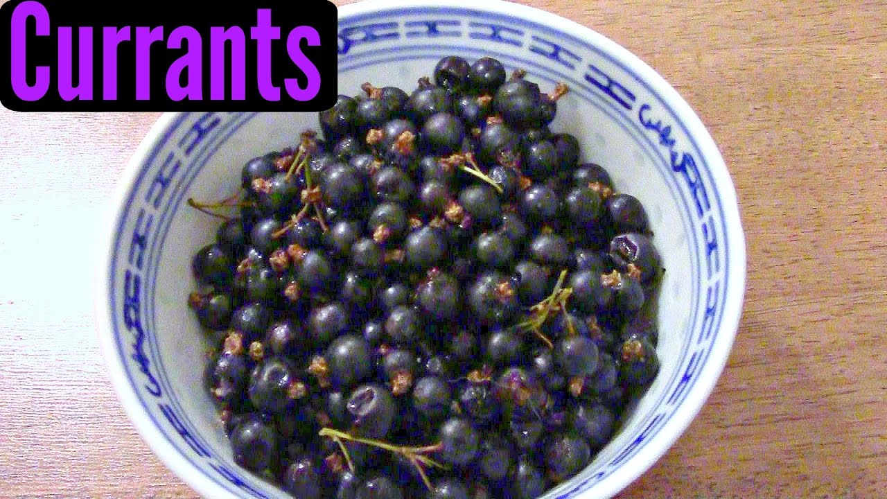 Currant Comparison (black, red and white) - Weird Fruit Explorer Ep ...