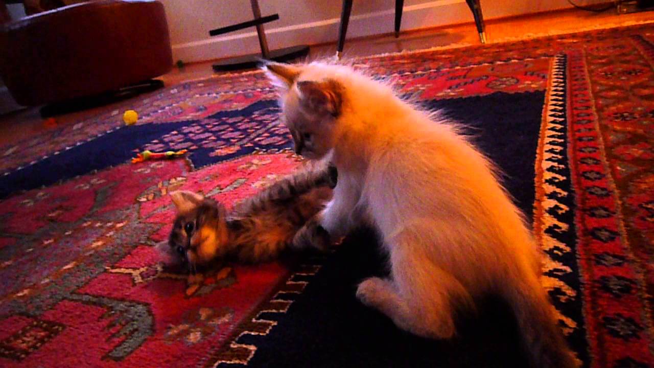 Kitty Play 9 - YouTube