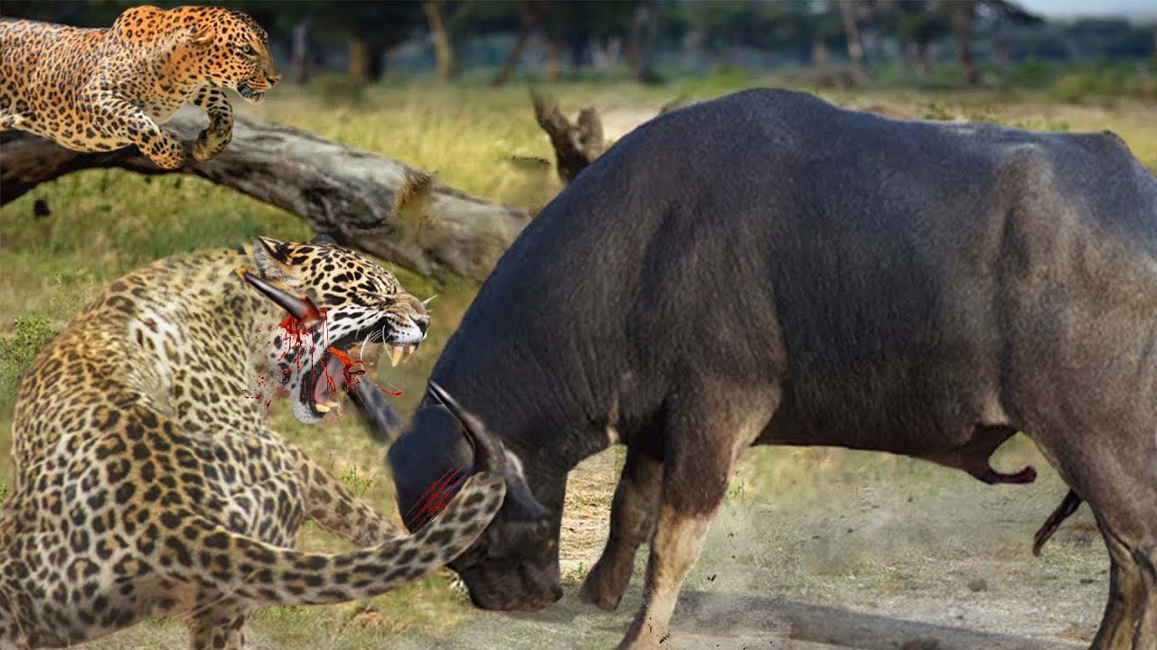 Leopard Received A Tragic Outcome When He Tried To Kill The Buffalo ...