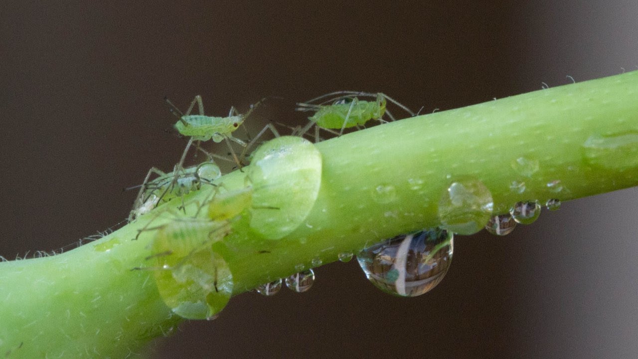 Scientists sound alarm on DARPA 'Insect Allies' - YouTube