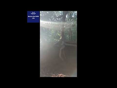 Funny Monkey And Forest View || Nature Beauty Video