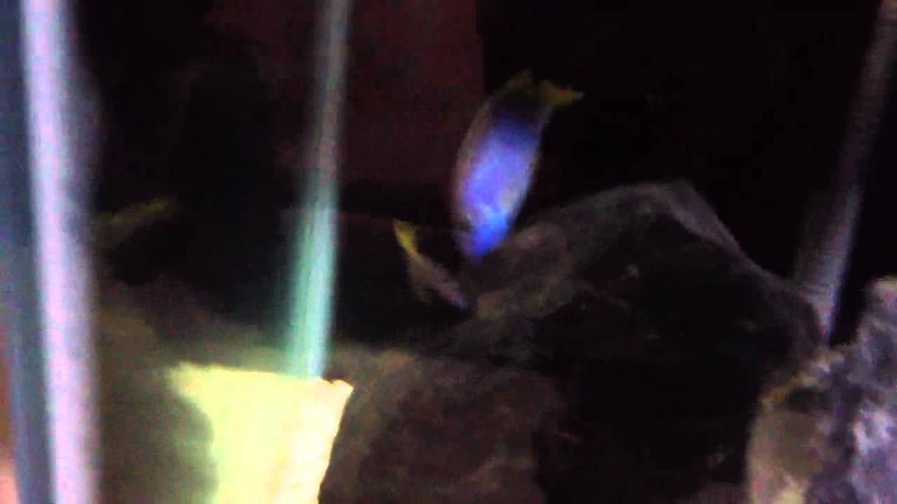 Yellow Tail Acei Spawning - YouTube