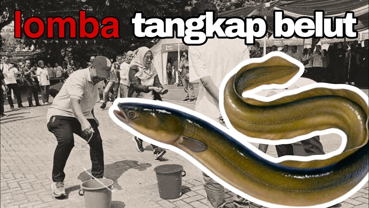 tangkap BELUT - YouTube