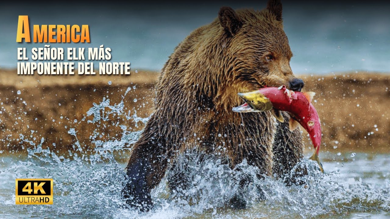 Exploring North America: Journey Among the Most Dangerous Predators on ...