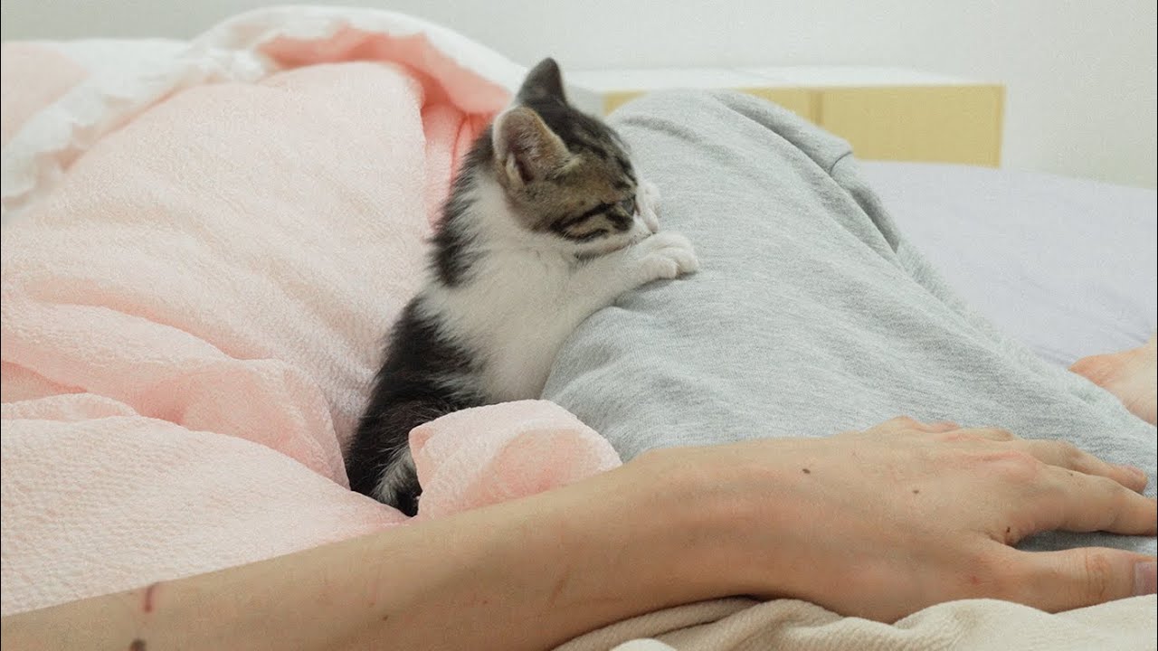 A Baby Kitten's Cute Behavior When They Like Their Owner - YouTube
