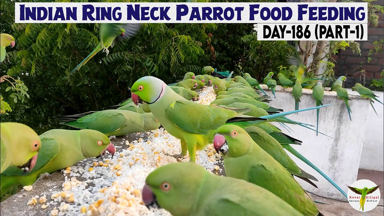 Indian Ringneck Parrot Daily Feeding Day 186 | Part-1 | Today's Food ...