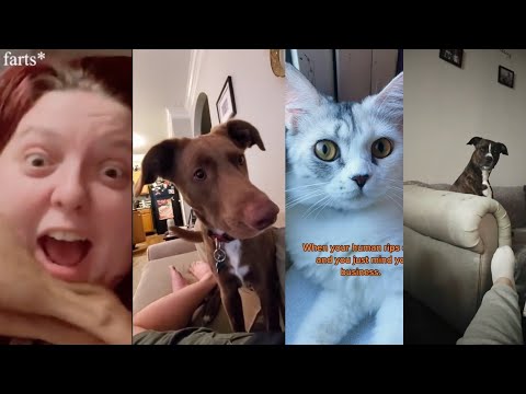 💨Dogs and Cats Reaction To Farts 💨 | Best of Shorts