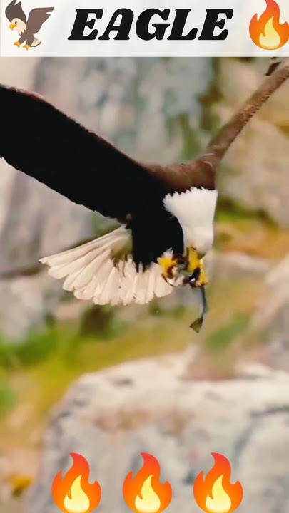 🦅🔥The 👑 King 👑 💪 Of The Sky Is The Eagle🔥#viral#ringtone #shortvideo#you tube shorts #ytshorts ️ ...