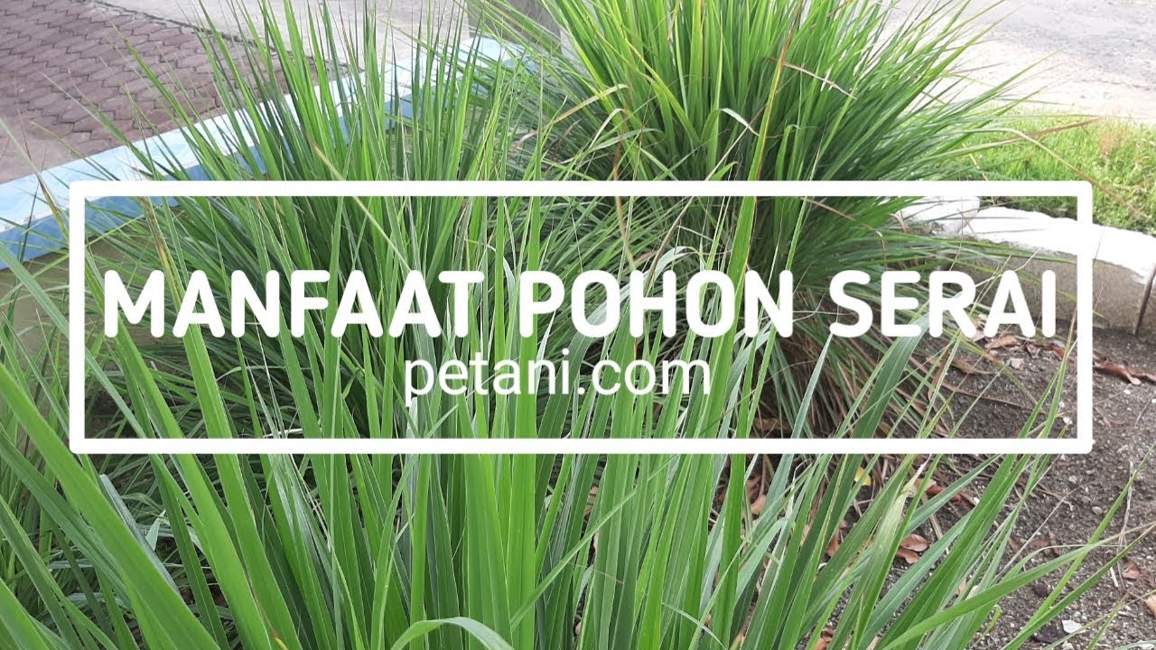 MANFAAT DAUN SERAI TERBARU 2020 - YouTube