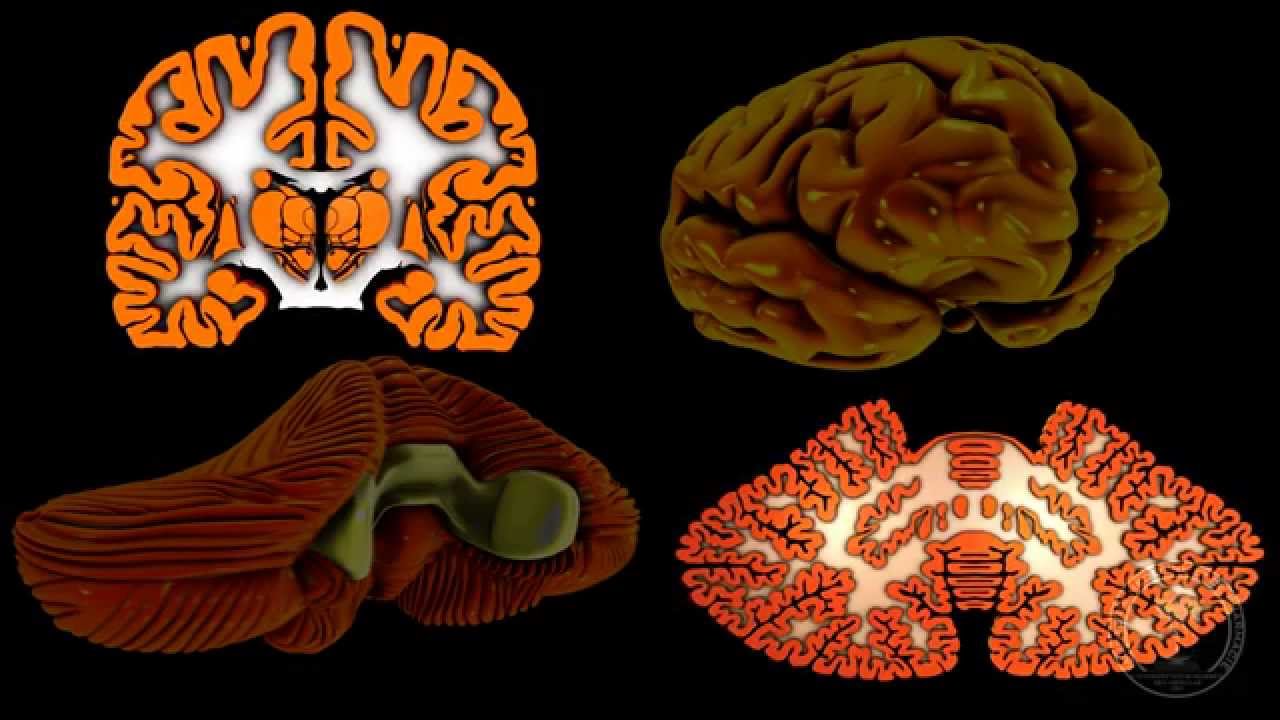 Neuroanatomie - Le cervelet - YouTube