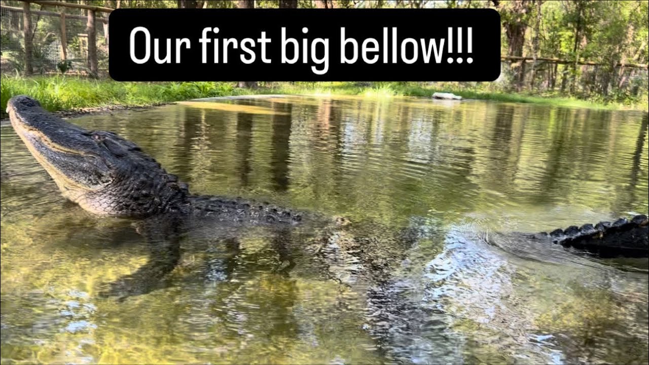 First big bellow at Bellowing Acres! Worm lizard and sanctuary vlog ...