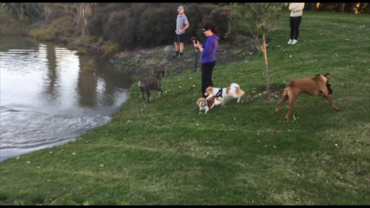 Neo x Pit, Boxer, Bull Breed and Toy Breeds all play by lake NO FIGHT ...