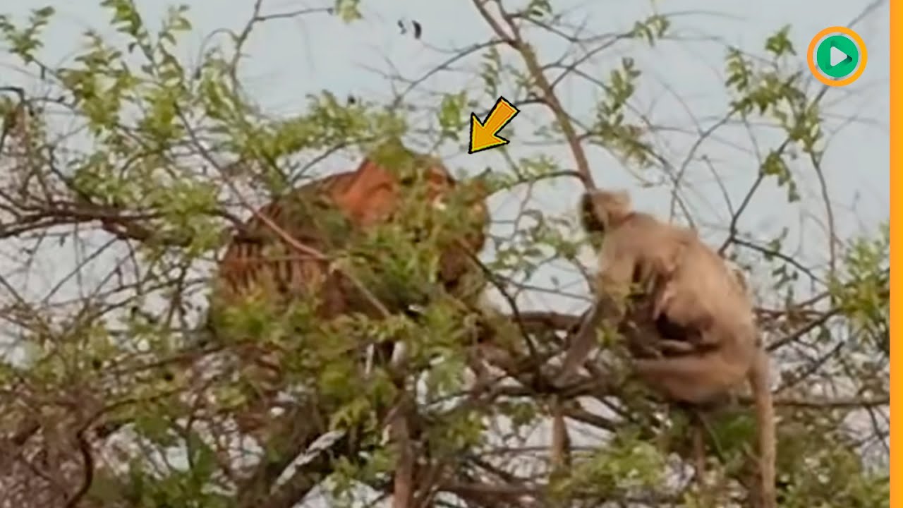 INCRÍVEL MACACO FAZ TIGRE DE BOBO - YouTube
