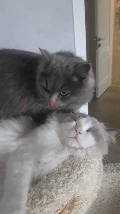 рэгдолл регдолл кошка рэгдолл Plushdollru Ragdoll коты кот