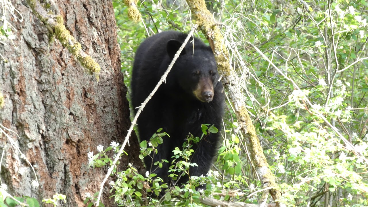 Black bear up a tree outside Coquitlam, BC Part 2 - YouTube