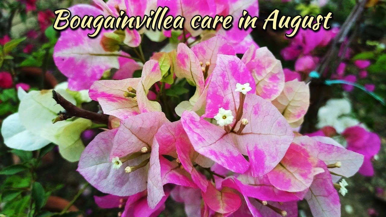 Bougainvillea care in August//আগষ্ট মাসে বোগেনভিলা গাছের যত্ন ...