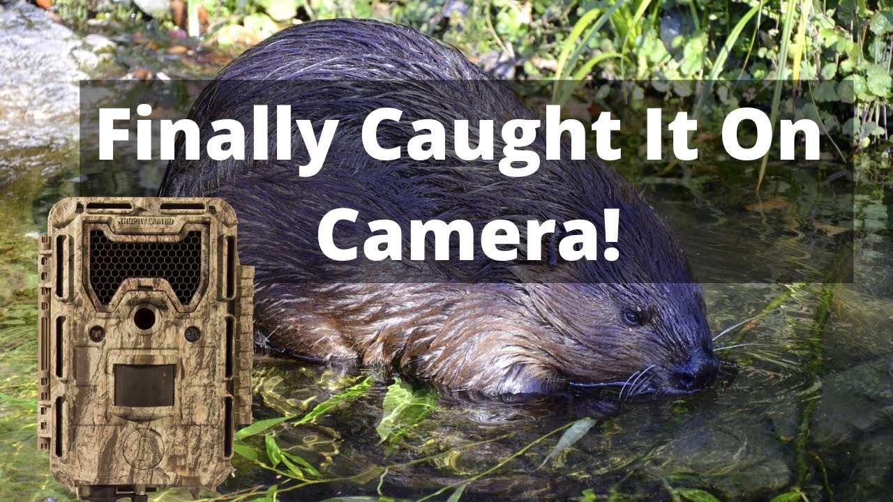 Beaver Caught On Trail Cam - YouTube