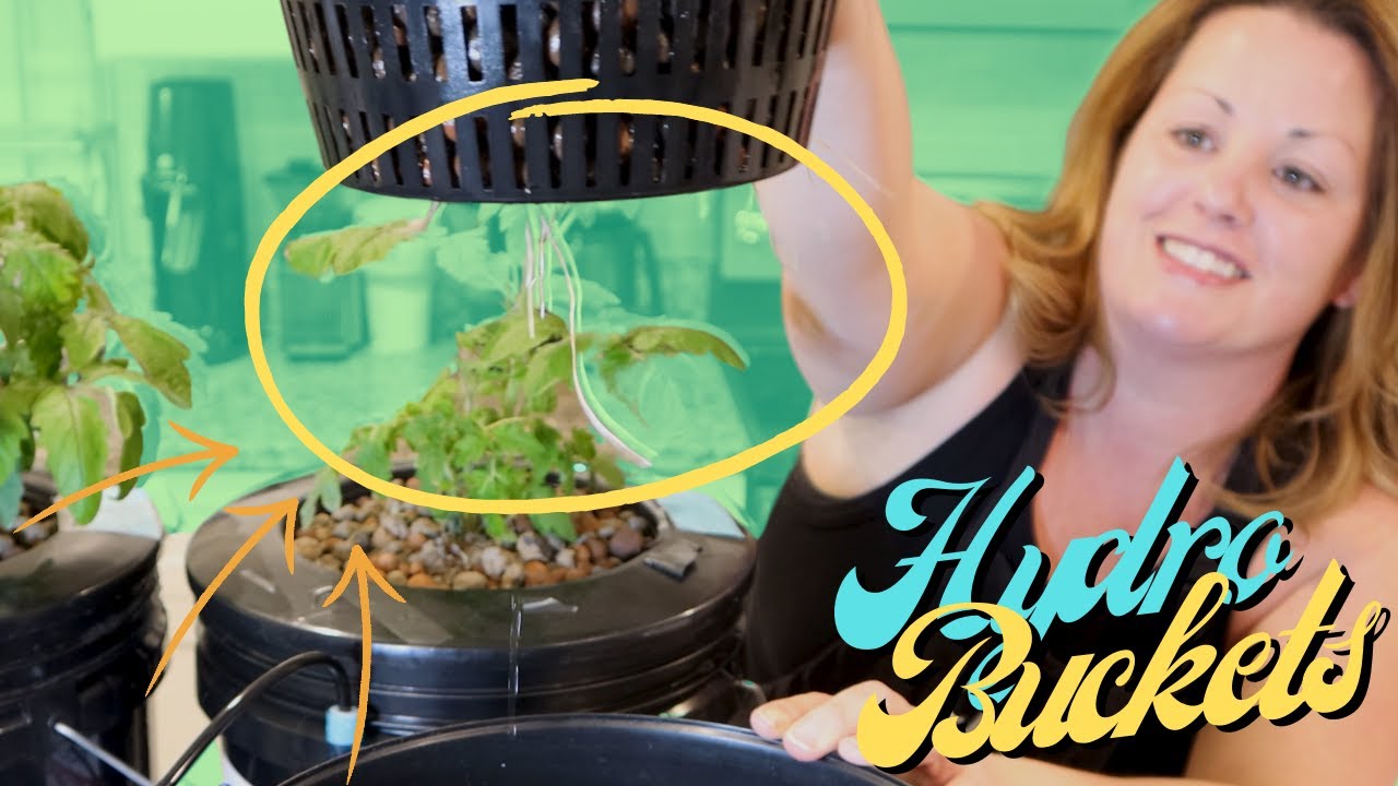 Boost Your Plant Growth with Hydroponic Buckets and Expert Tips - YouTube