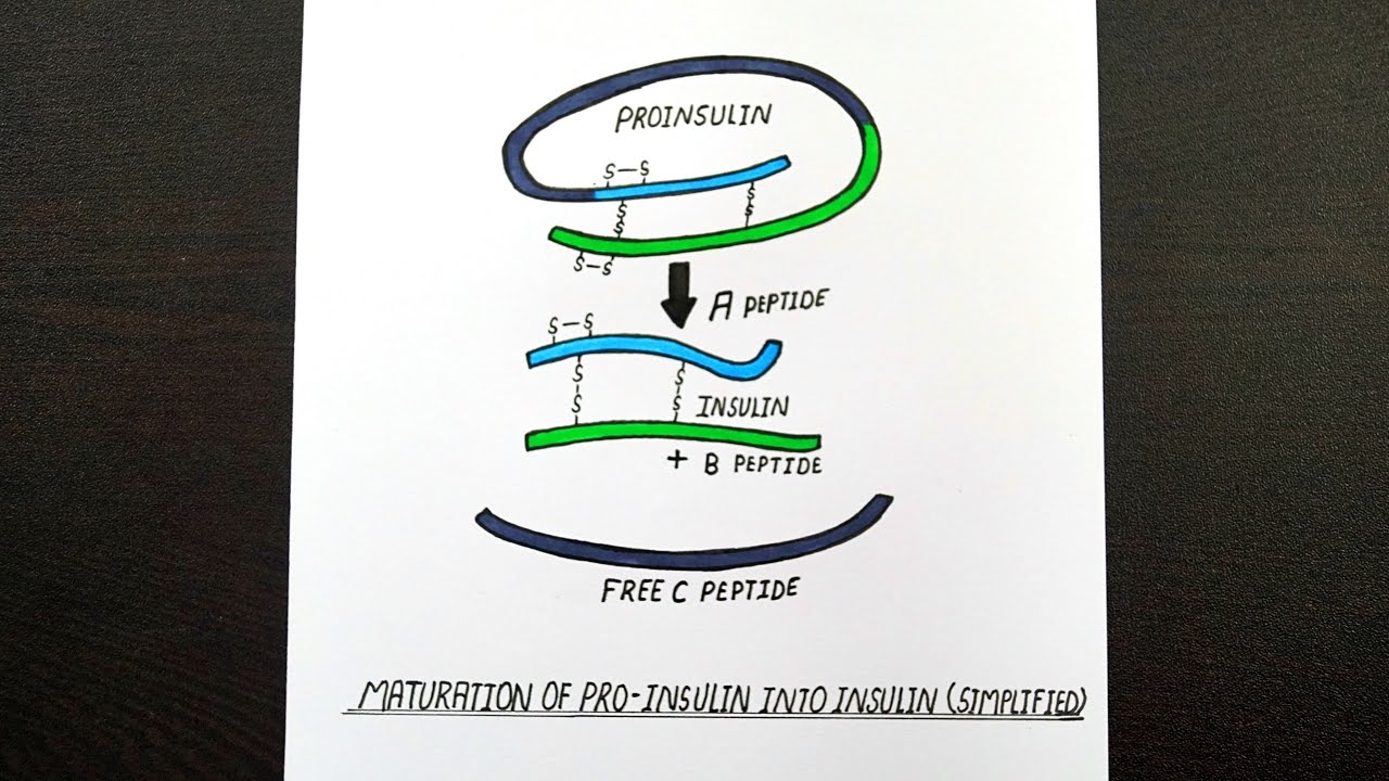 Maturation Of Proinsulin Into Insulin Diagram || Class 12 || Biology ...