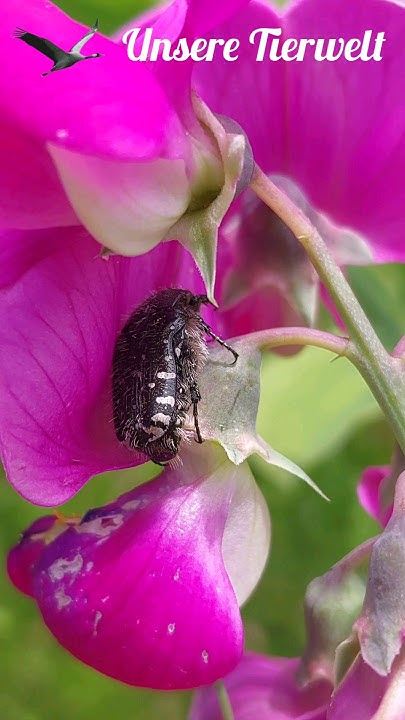 zottiger Rosenkäfer auf Wiesenplatterbse #nature #garten #insects # ...