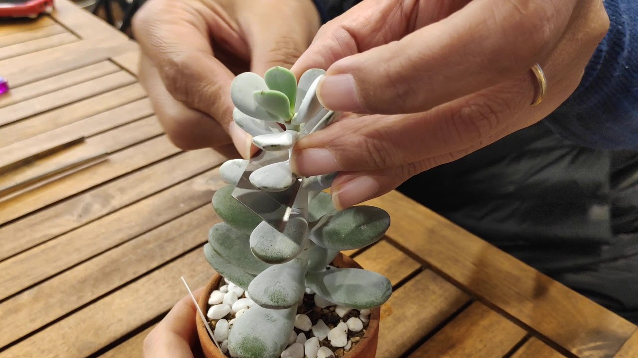 키 큰 애기 방울복랑 적심합니다 ️🌱겨울이라 걱정이지만 잘 살거라 믿으며 과감하게~~ 방울복랑 적심 다육이 다육이