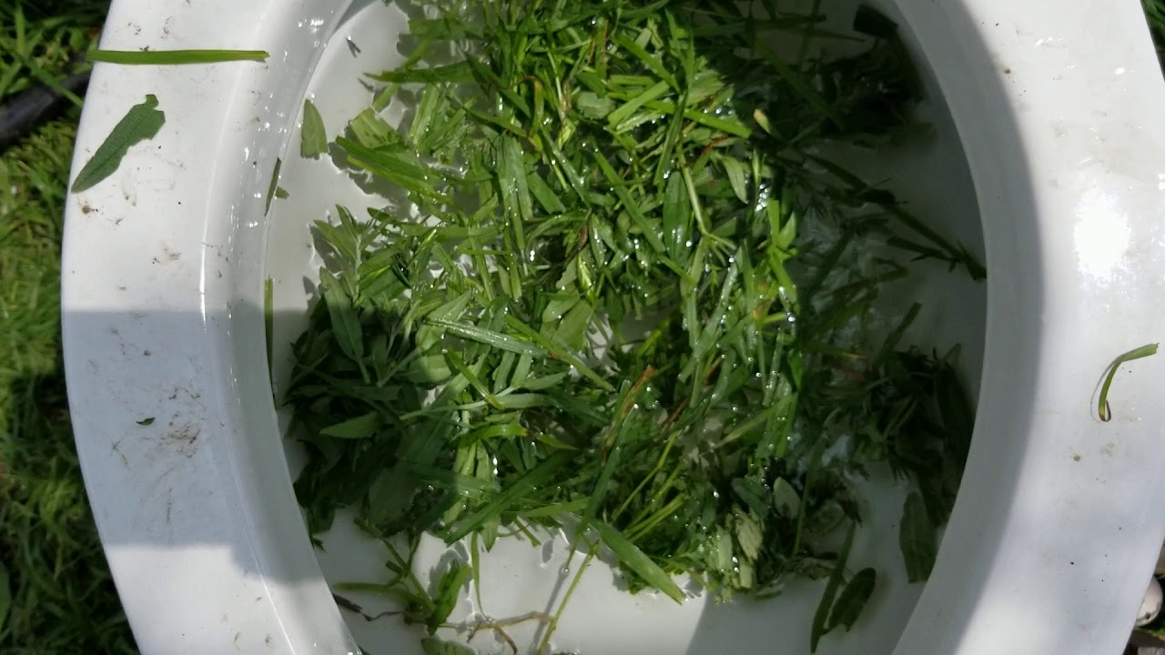 852. My 1981 to 1985 cadet flushing grass - YouTube