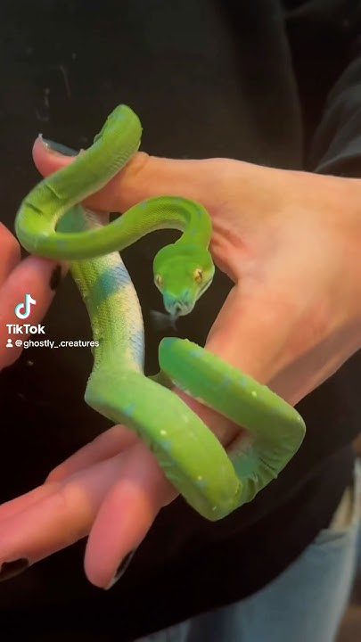 Green tree python neonate - YouTube