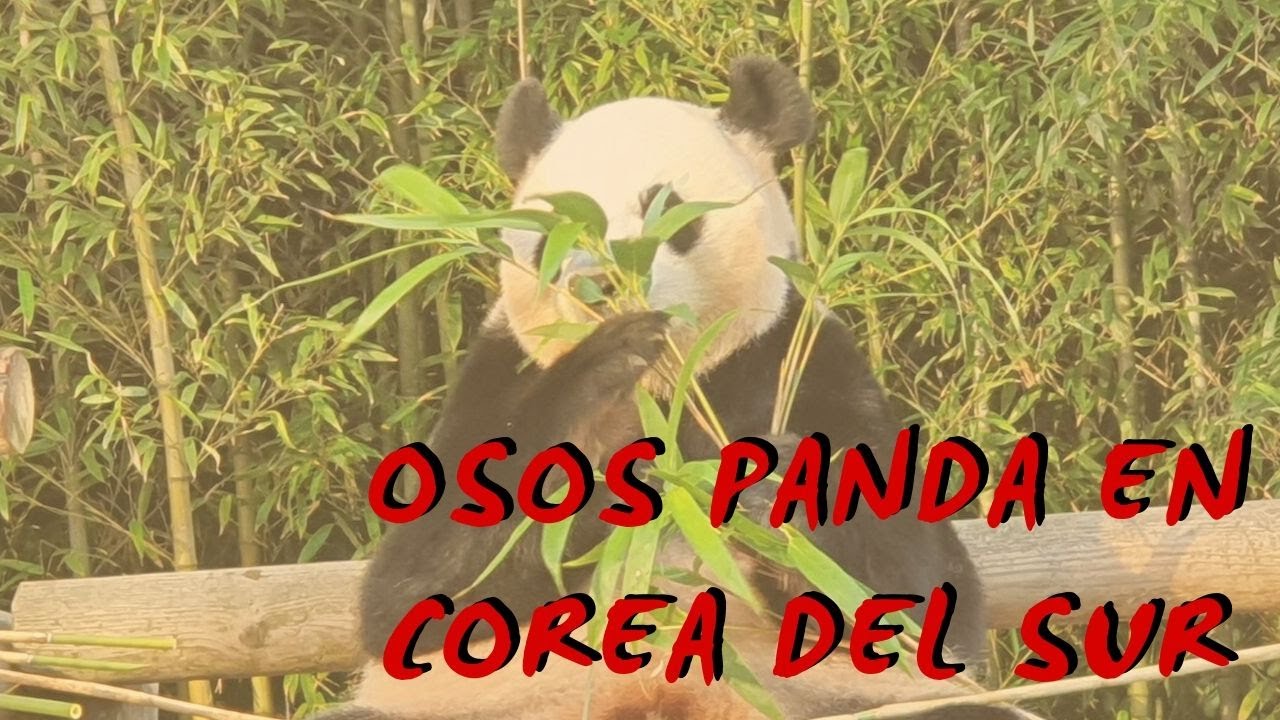 PANDA WORLD - Conoce a los dos osos Panda de Corea del Sur - YouTube