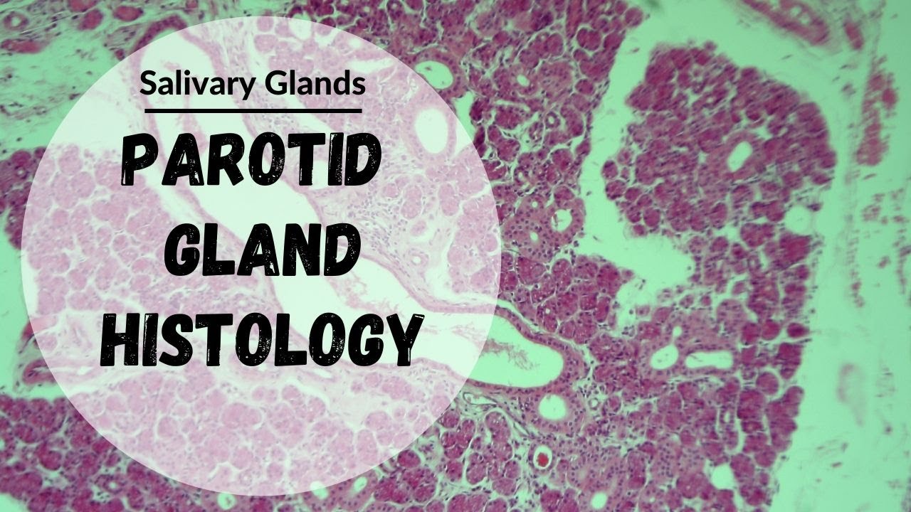 Parotid Gland | Histology of Salivary Glands - YouTube