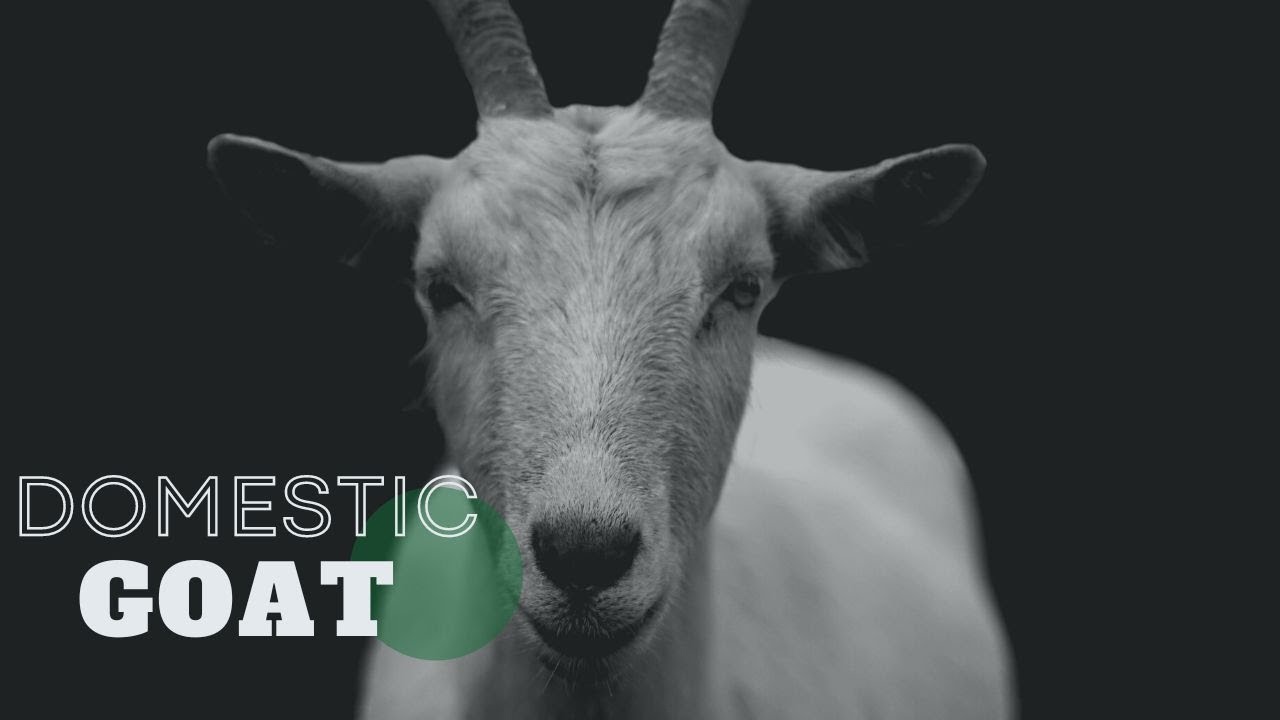 Domestic Goat - YouTube