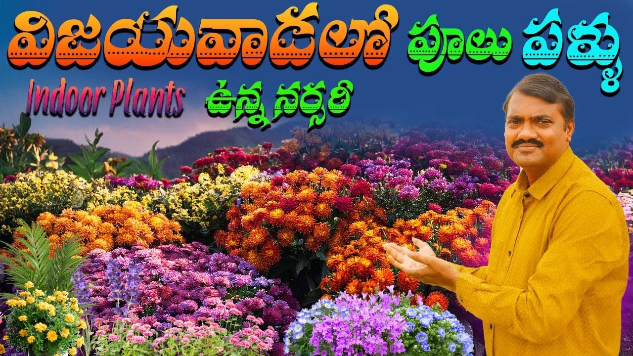nursery plants in telugu | nursery plants Vijayawada | nursery plants ...