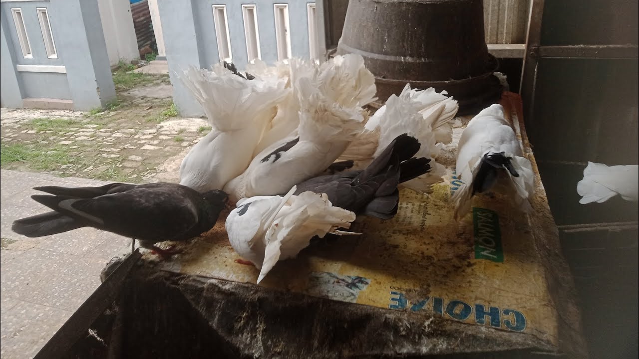 Merpati merpati hitam burung dara burung kesayangan aku ya menjaga dia ...