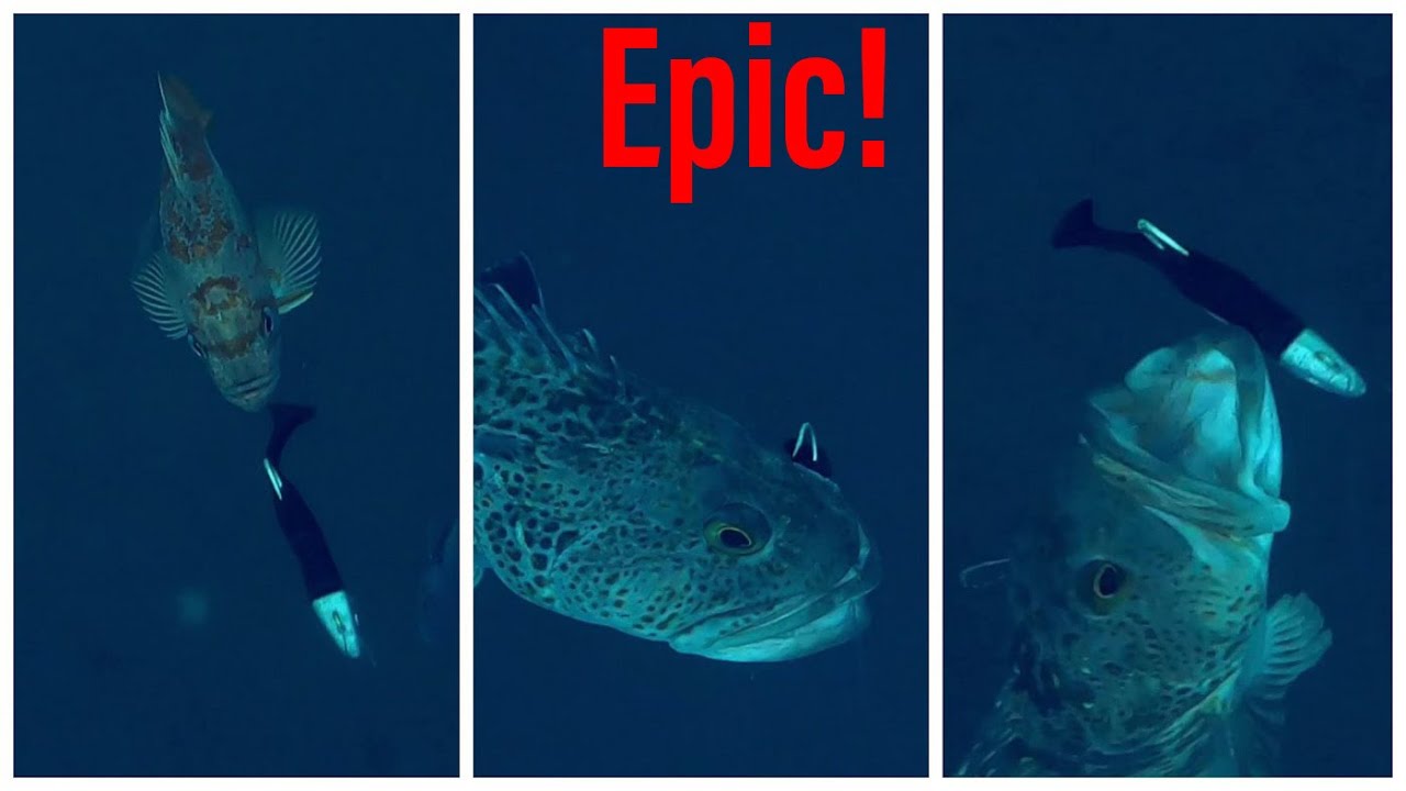 Epic Ling Cod and Rockfish underwater footage! - YouTube